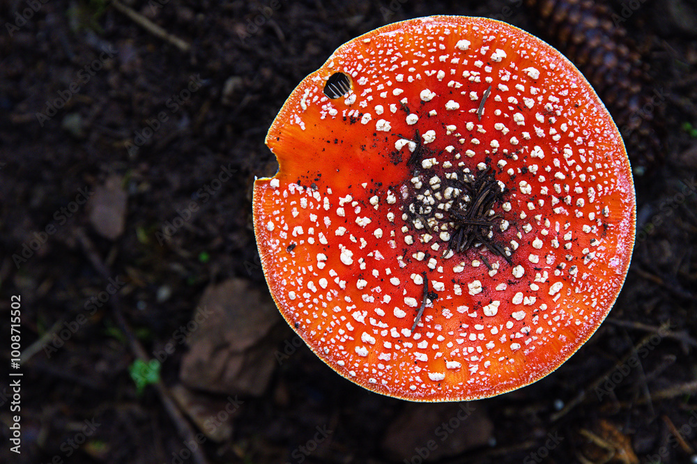 Overhead view of the vibrant fly agaric mushroom on the dark forest ...