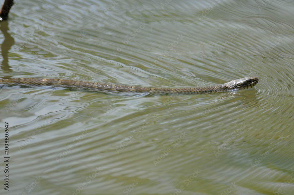 Northern Water Snake swimming across the water in the middle of the ...