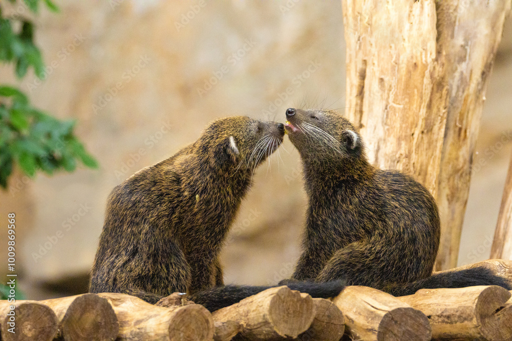 Binturong Arctictis binturong, also known as bearcat. Wildlife animal. Stock Photo | Adobe Stock