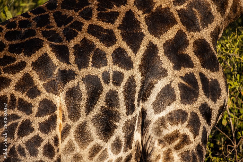 Giraffes are the tallest land animals on Earth, known for their long ...