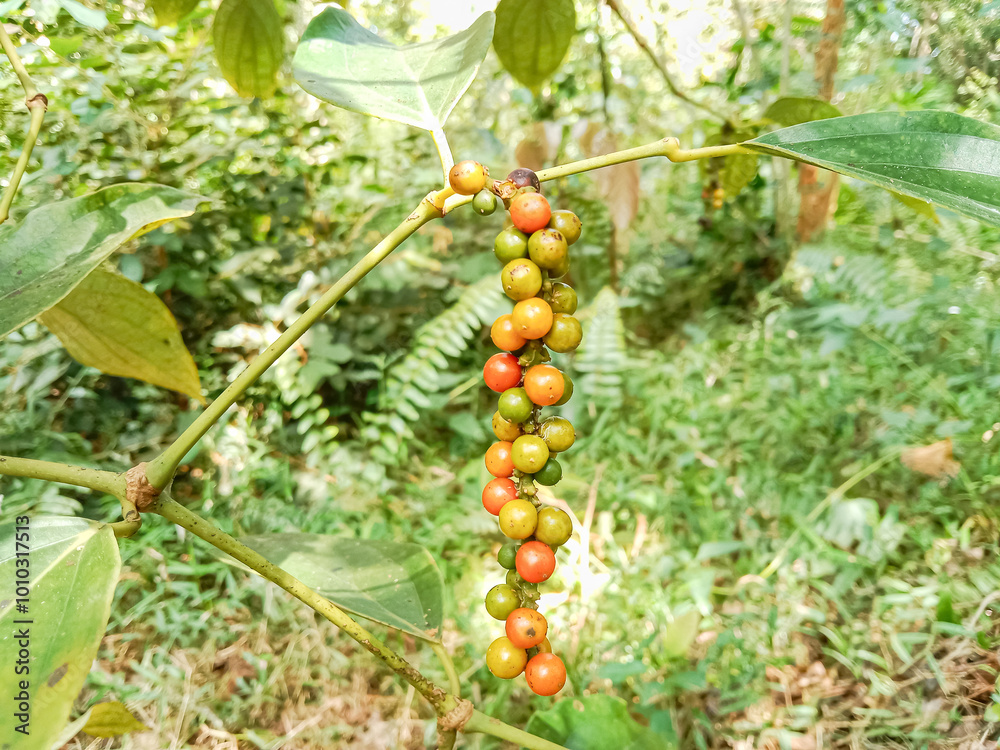 White pepper plant with berries and leaves. White pepper (Piper nigrum ...