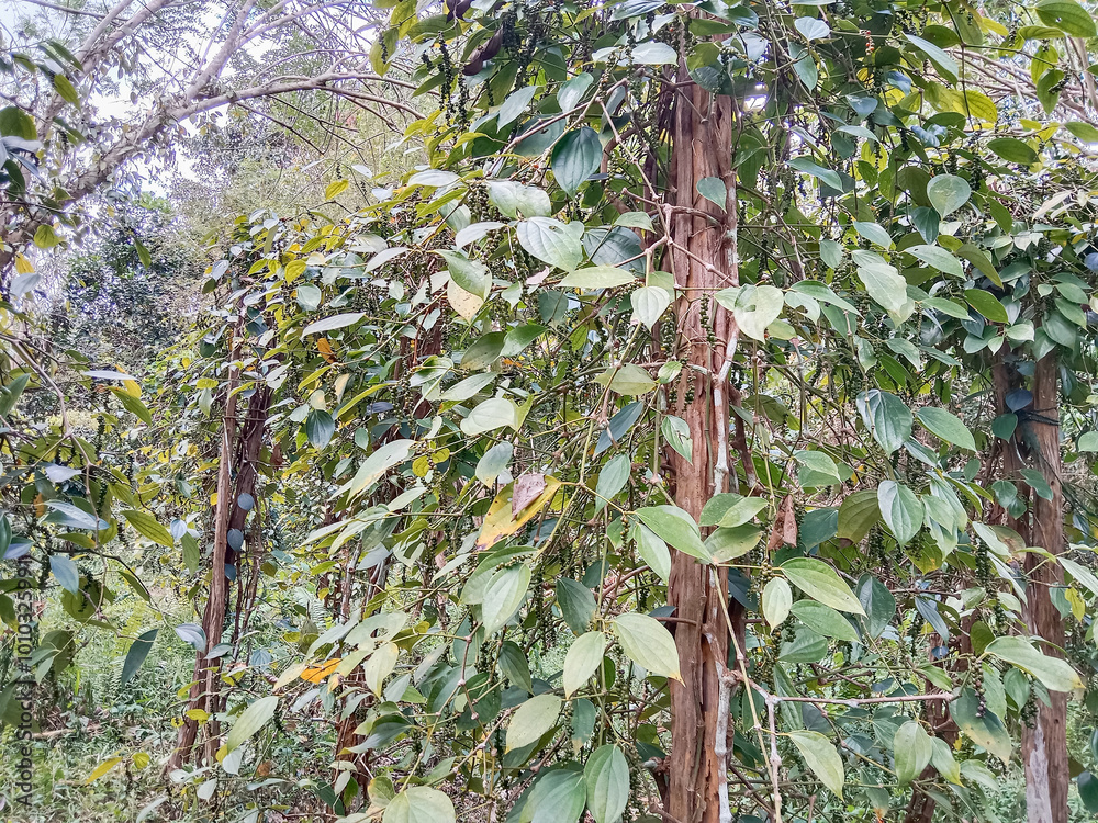 White pepper plant (Piper nigrum) is a flowering vine cultivated for ...