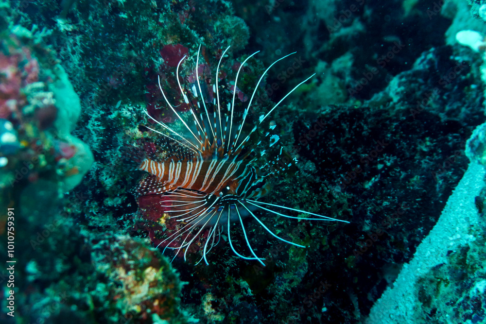 Lionfish (Pterois mombasae). Scorpaenidae - beautiful and dangerous sea ...