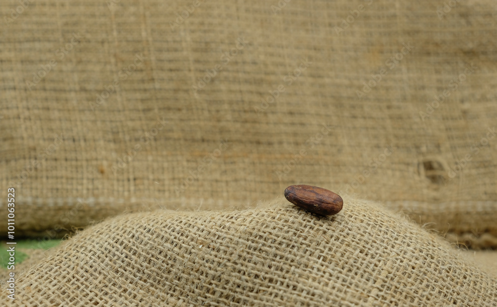 Single whole cocoa bean on the food-grade jute sack. The price and cost ...