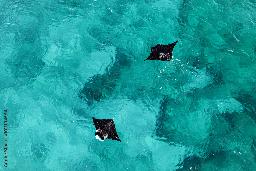Aerial picture of two manta rays swimming together in the blue shallow ...