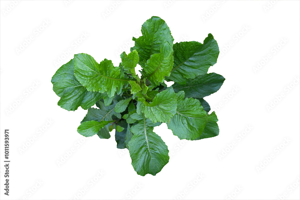 Tapak Liman leaves (Elephantopus scaber L), a wild plant as an ...