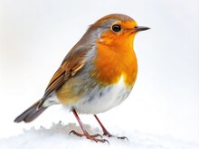 European Robin Bird Portrait Photo Free Stock Photo - Public Domain ...