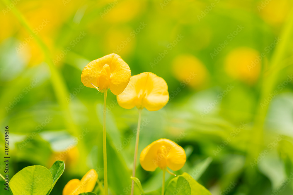 Arachis pintoi Krapov. W.C. Greg. Close up view of Amarillo Peanut ...