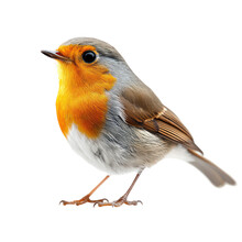 European Robin Bird Portrait Photo Free Stock Photo - Public Domain ...