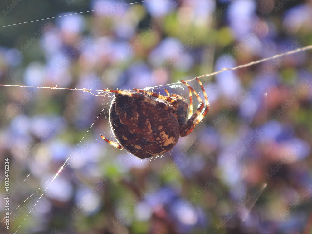 The European garden spider (Araneus diadematus), also known as cross ...