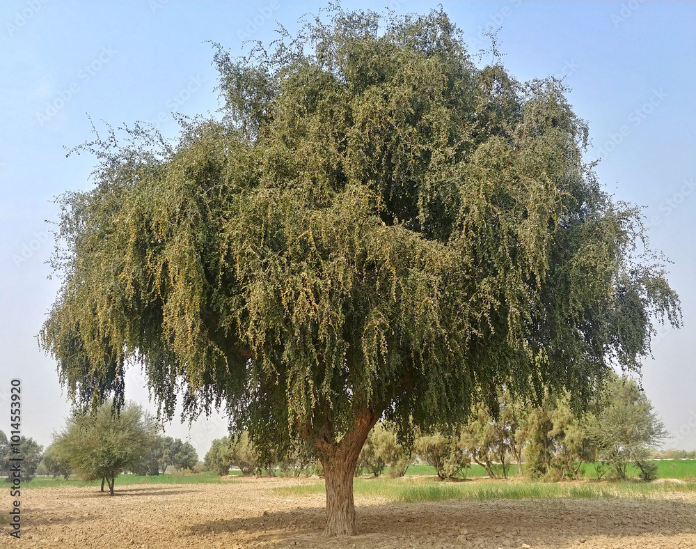 Ziziphus mauritiana also called Ber, Indian Jujube, plum, Chinese date ...