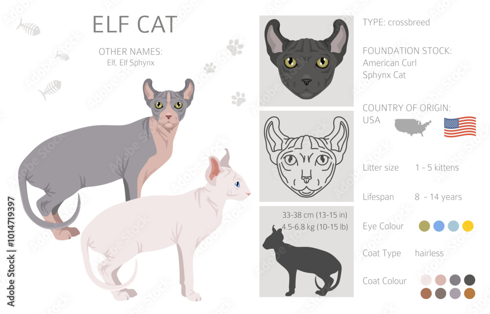 Elf Sphynx Cat clipart. All coat colors set. All cat breeds ...