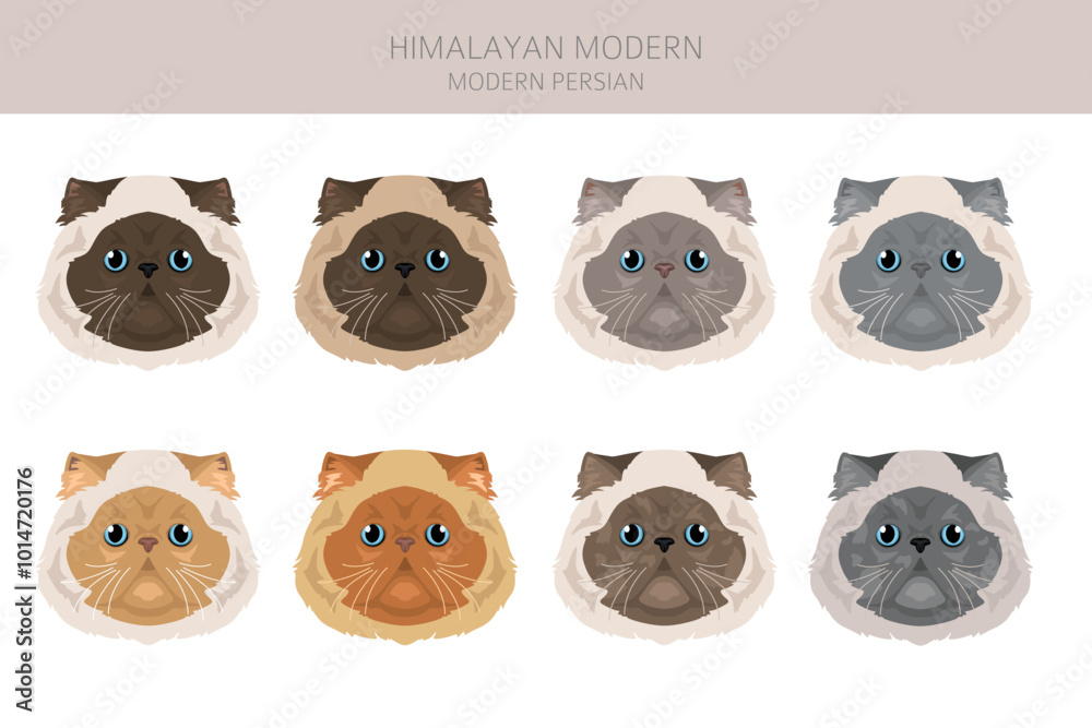 Himalayan Persian Cat clipart. Modern type. All coat colors set. All ...