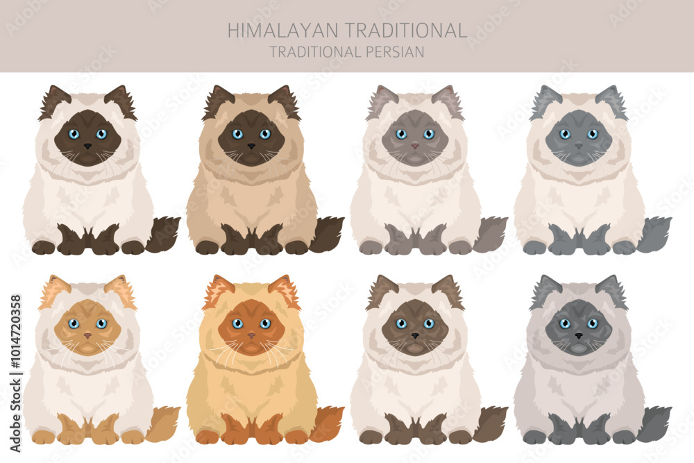 Himalayan Persian Cat clipart. Traditional type. All coat colors set ...