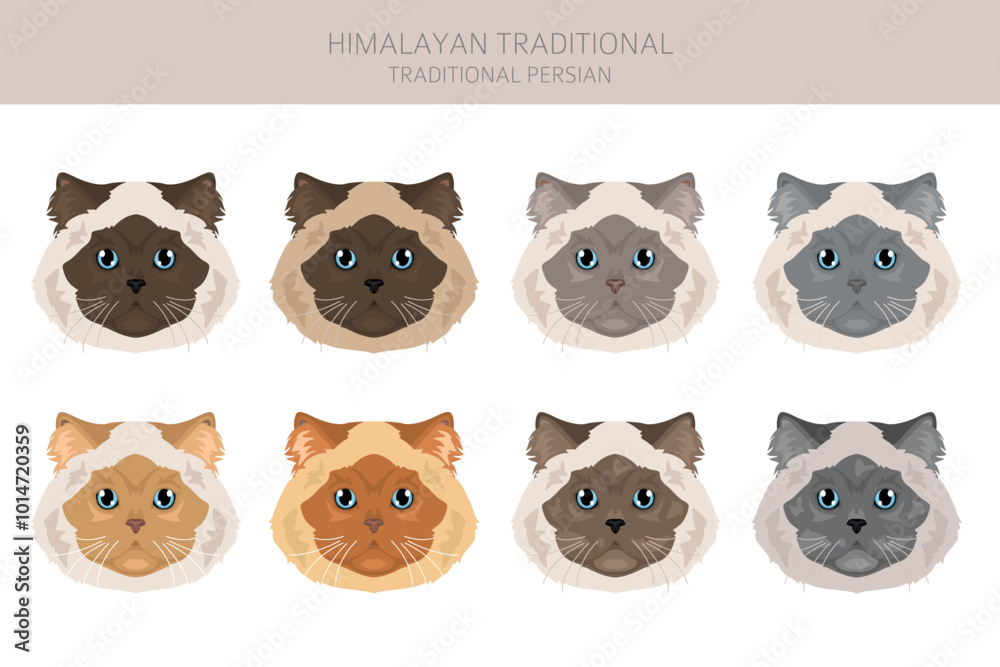 Himalayan Persian Cat clipart. Traditional type. All coat colors set ...