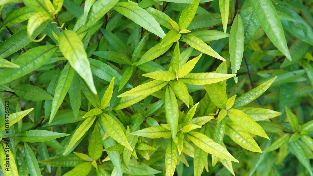 A herbal plant called Justicia gendarussa or (Gandarusa, Willow-leaved ...