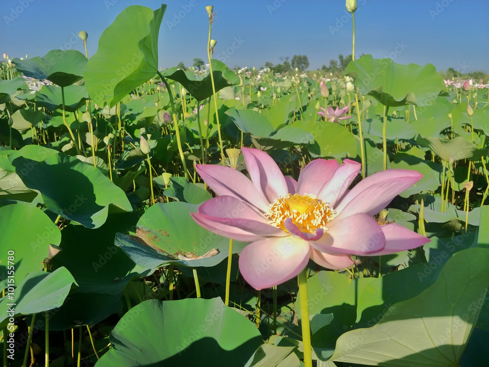 Nelumbo nucifera Sacred Lotus Indian Lotus plant seasonal thriving in ...