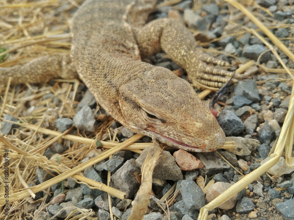 Tragic image of Monitor Lizard Varanus bengalensis found as road kill ...