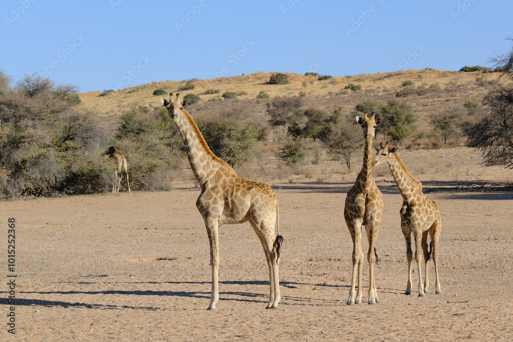 Family of giraffes at Kgalagadi national park, South Africa Stock Photo ...