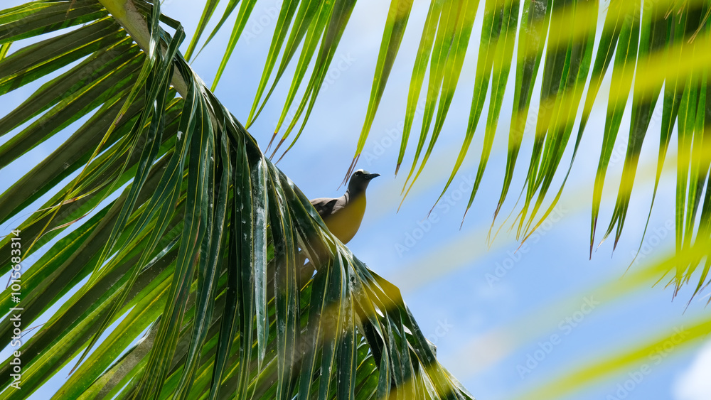 A Pacific Black Noddy bird in coconut palm tree on Moorea Island in ...