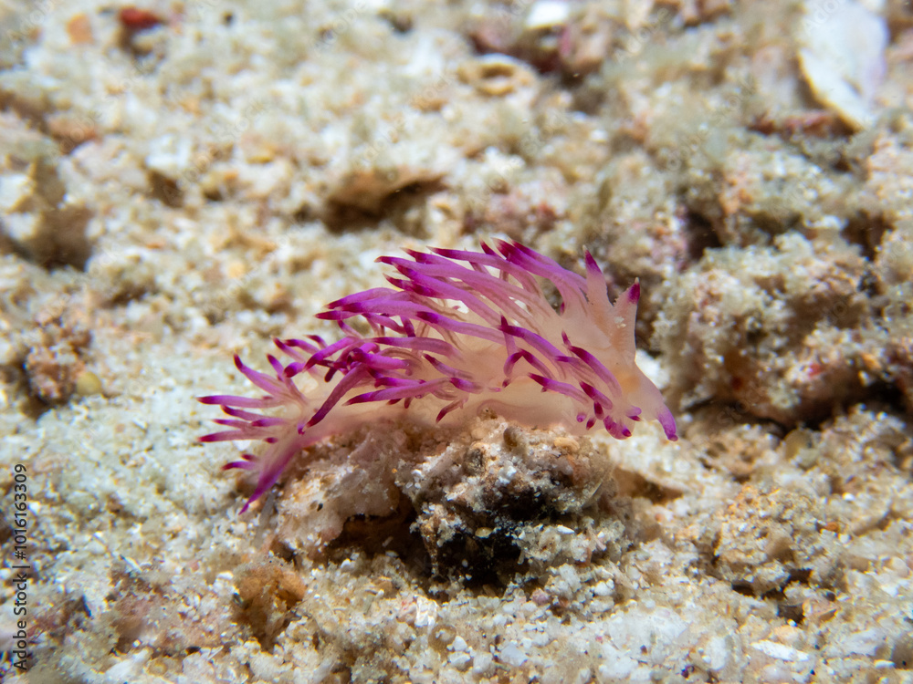 Scuba dive on Koh Lipe, see deep sea animals, see the mountains and the ...