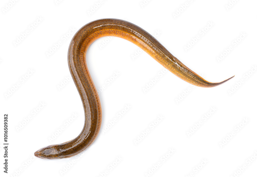 Freshwater fish have a long, slender body shape similar to a snake ...