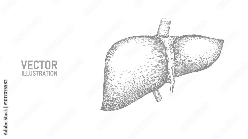 Drawing line art anatomical human liver silhouette. Healthy medicine ...