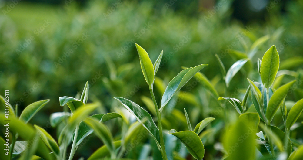 Green tea tree leaves field plant in camellia sinensis organic farm ...