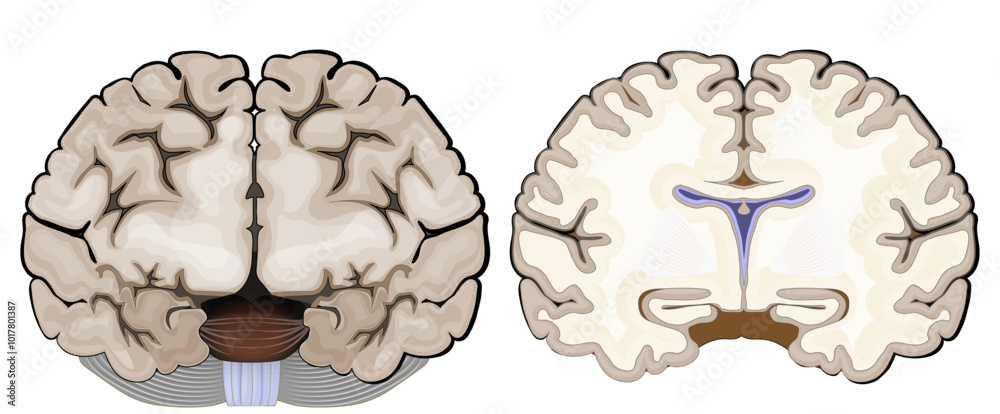 Brain anatomy. Frontal view and cross section of a human brain. Stock ...