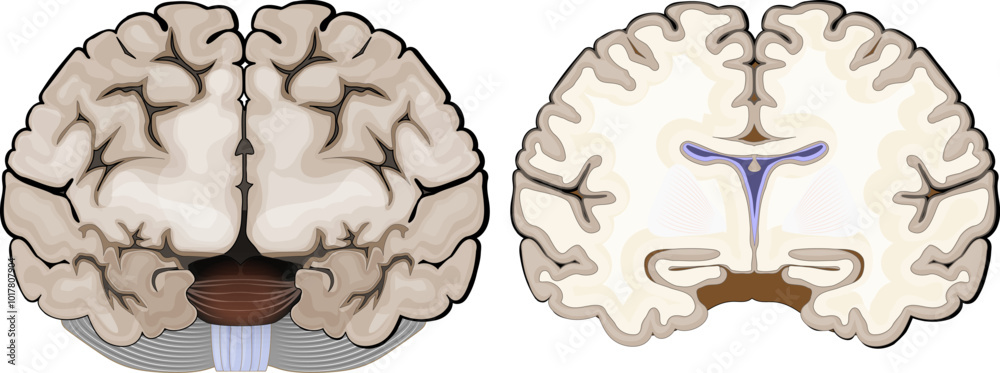Brain anatomy. Frontal view and cross section of a human brain. Stock ...