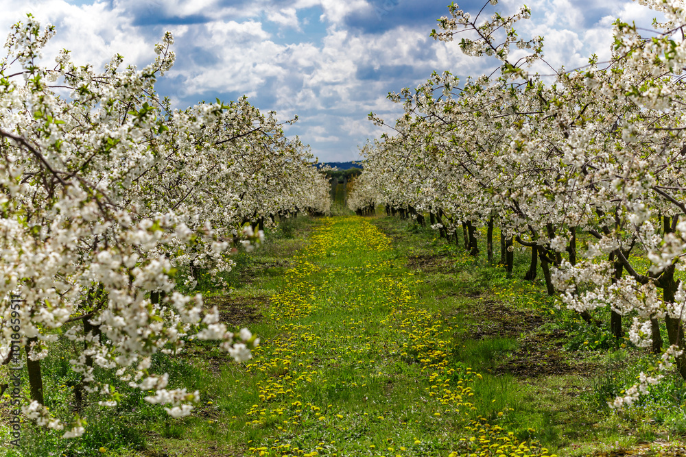 Cherry orchard in spring sunshine.Blue sky with clouds.Blossoming trees ...