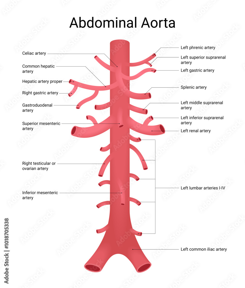 Anatomy of Abdominal Aorta Branches Stock Vector | Adobe Stock