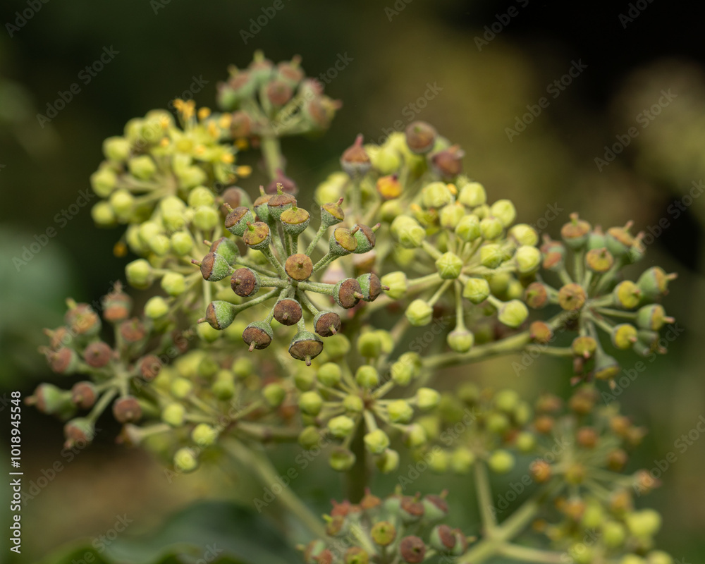 Macro shot of a plant's cluster of green buds transitioning to seed ...