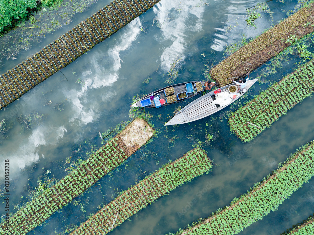 Floating farming process in Bangladesh to fight the impact of climate ...