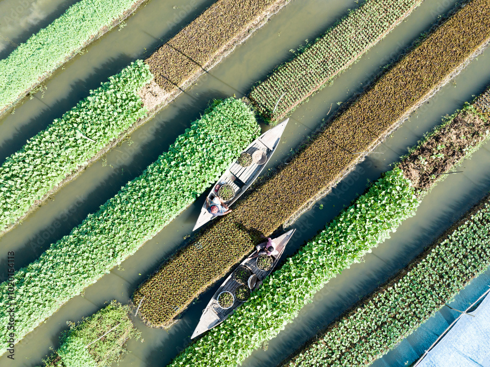 Floating farming process in Bangladesh to fight the impact of climate ...