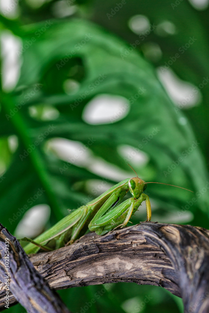 Stockfotot Female European Mantis (Mantis religiosa) in nature.Green ...