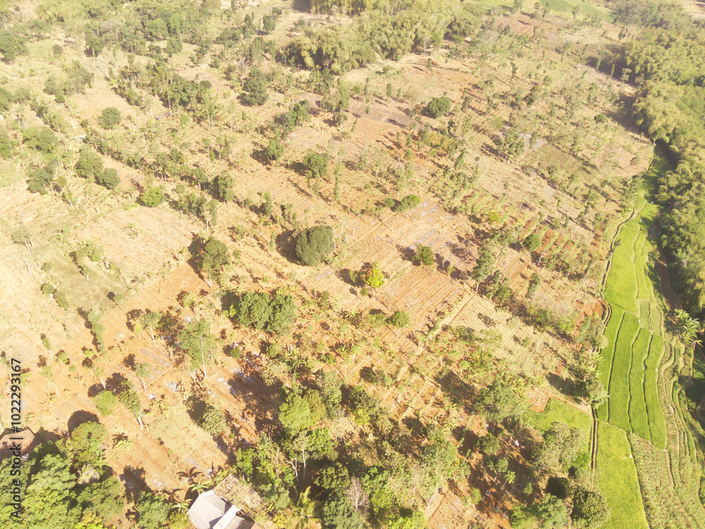 Aerial drone of barren forrest on the slopes of a mountain ...