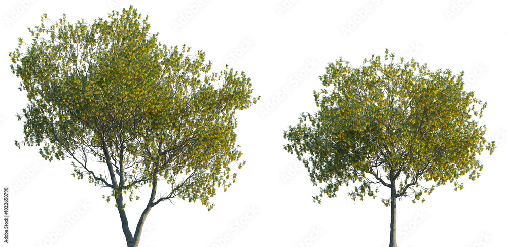 Sophora microphylla New Zealand tree frontal isolated png on a ...