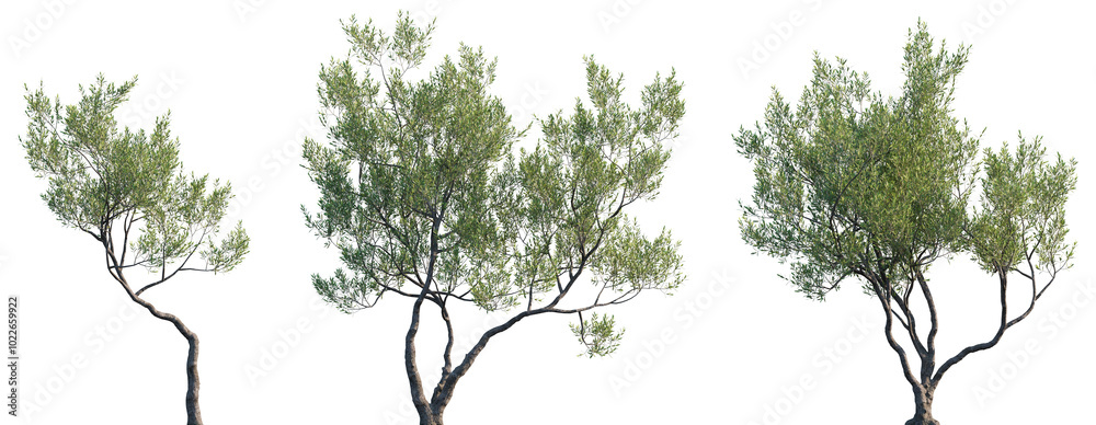 Olea europaea (Сommon olive, European olive, Olea sativa) Oleaceae ...