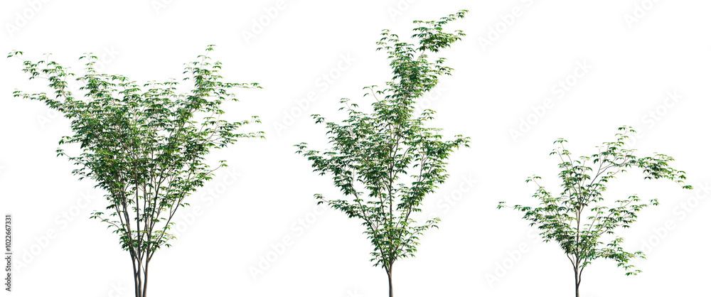 Acer palmatum frontal set trees isolated png in sunny daylight on a ...