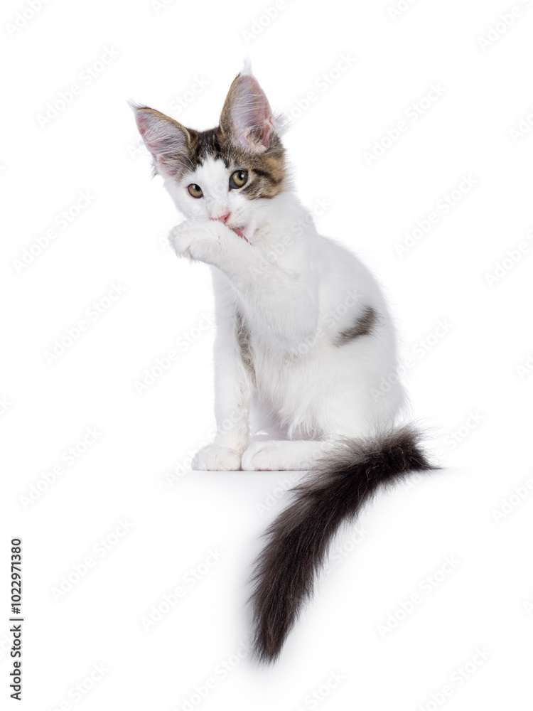 Cute harlequin Maine Coon cat kitten, sitting up side ways on an edge ...