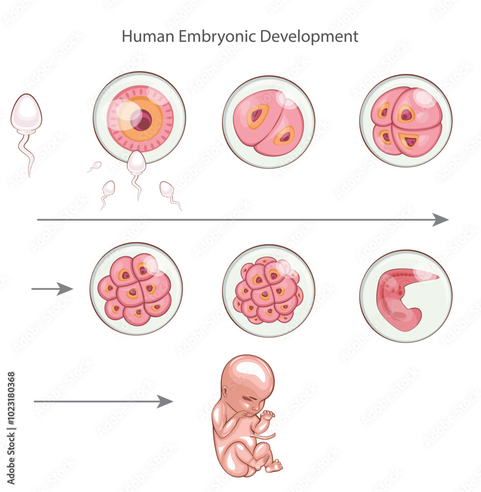 Human embryonic development. Embryo development stages. Fertilization ...