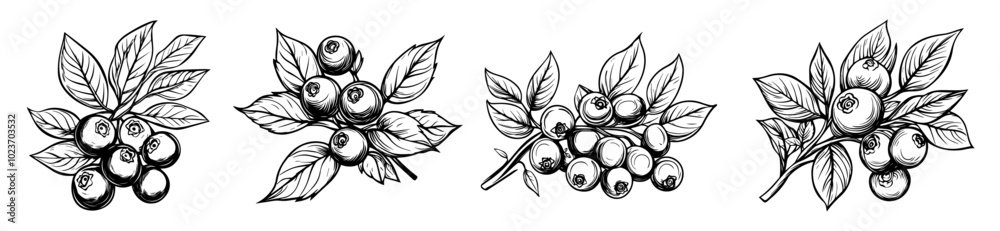 blueberry branch illustration in black line art for coloring page ...