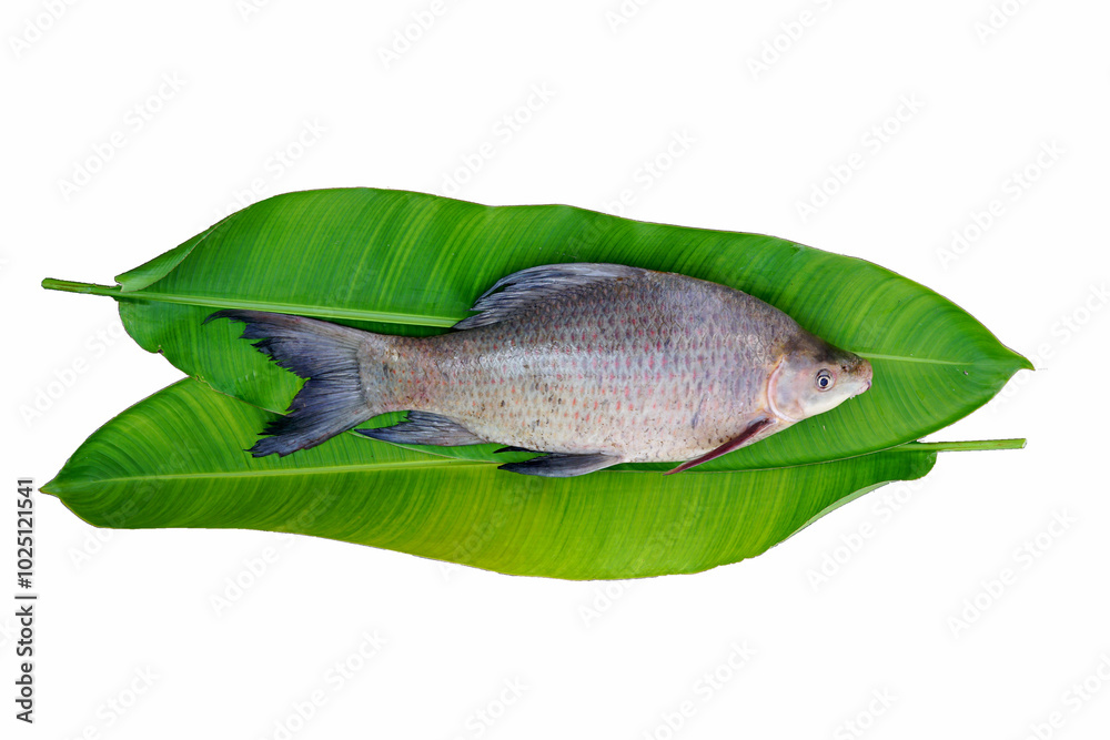 isolated Labeo chrysophekadian on white background. It is a freshwater ...