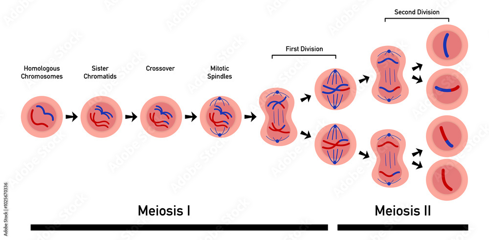 Meiosis, cell division, homologous chromosomes, Meiosis I and Meiosis ...
