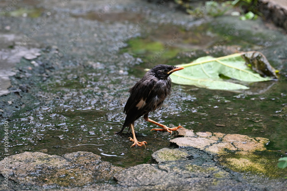 Baby Indian Myna Birds. Its other names Common myna and mynah. This is ...