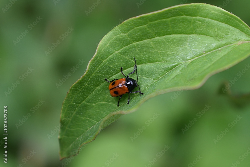 Cryptocéphale à deux points, black-and-red pot beetle (Cryptocephalus ...