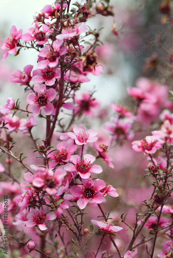 Beautiful dreamy spring flowering Australian native pink Manuka tea ...
