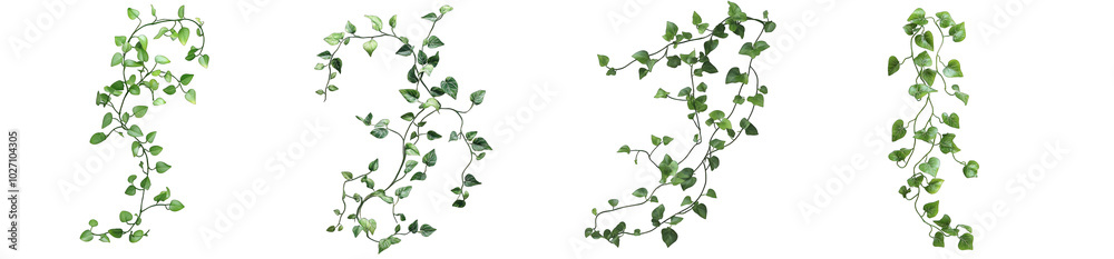 Collection of PNG. Botanical vine with long, trailing stems and green ...