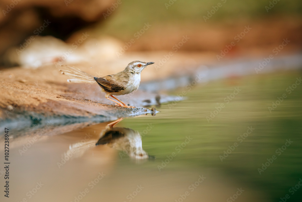 Black chested Prinia bathing in waterhole with reflection in Kruger ...